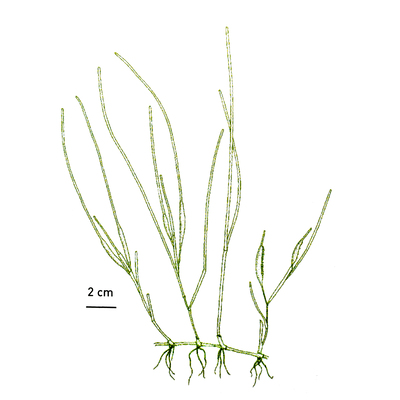 Zostera Japonica